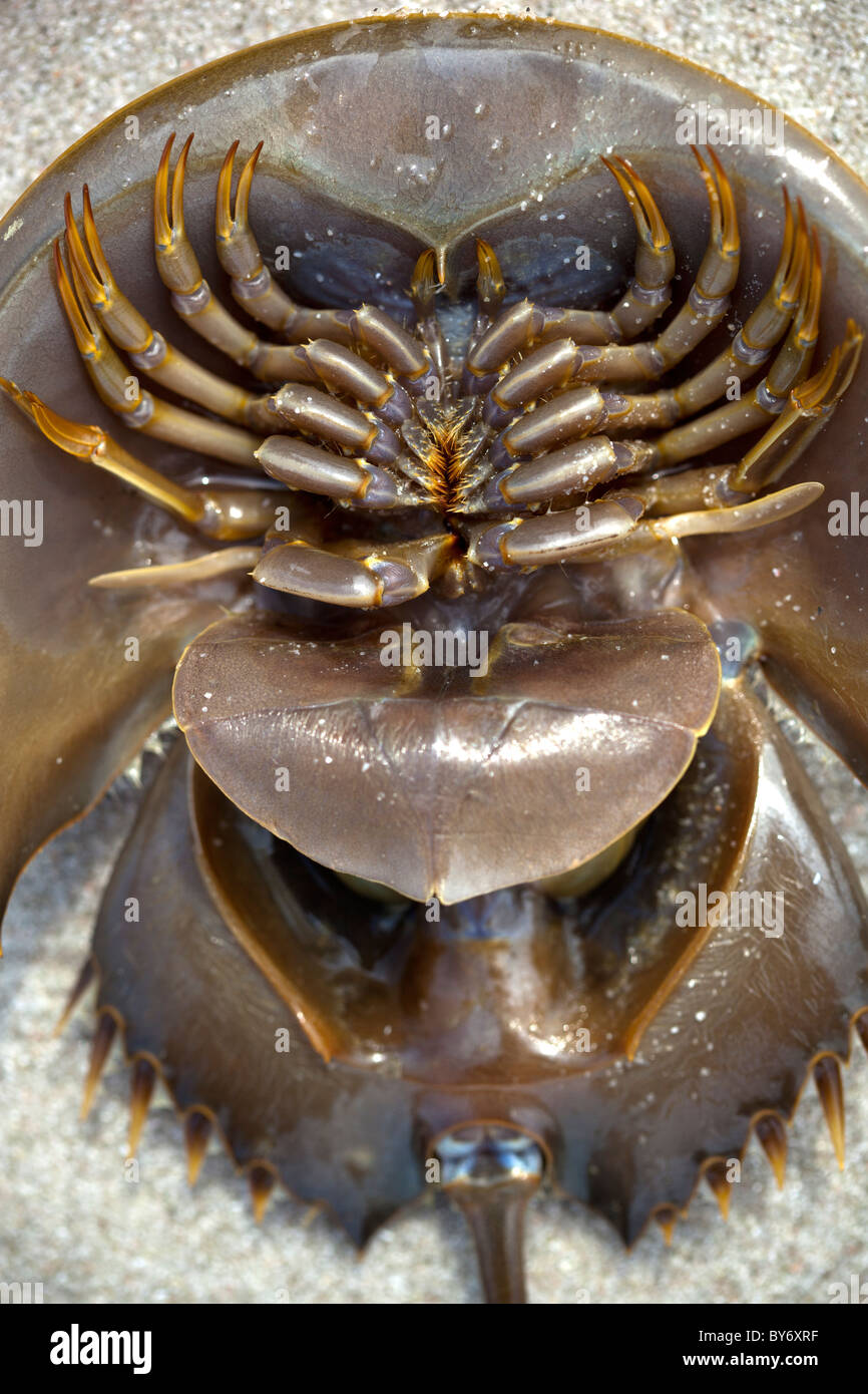 Horseshoe crab hi-res stock photography and images - Alamy