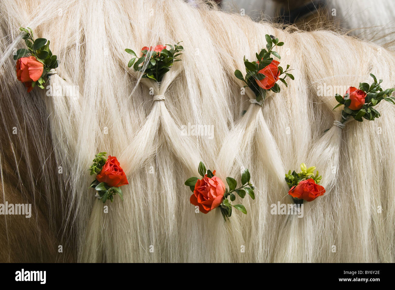 roses woven into a horse's mane, traditional Georgiritt at Hub chapel ...