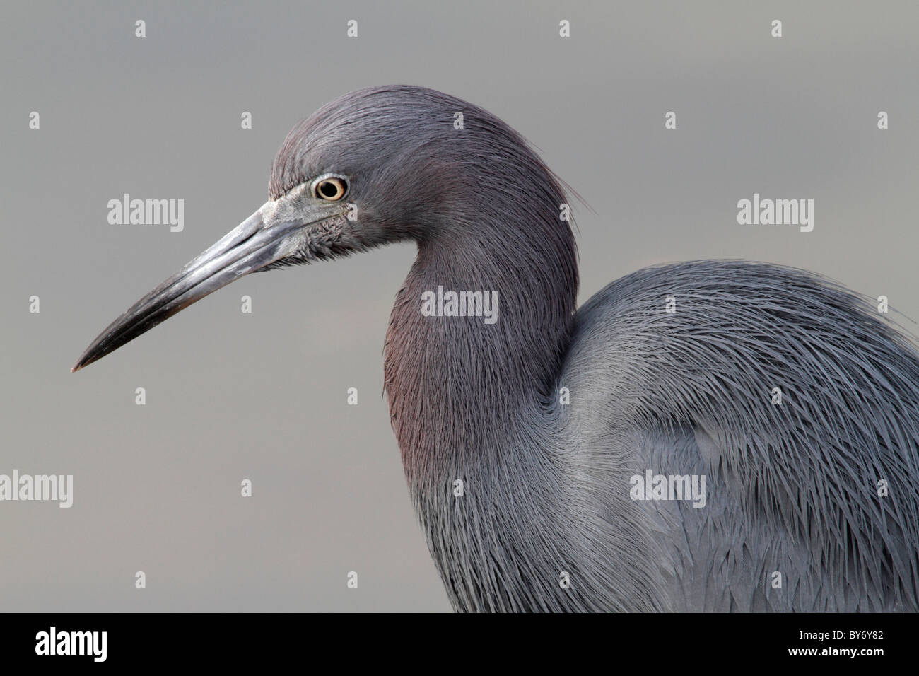 J n darling national wildlife refuge hi-res stock photography and ...