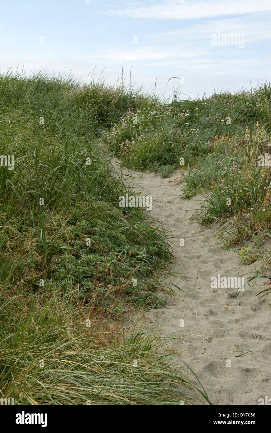 Sandy path at the beach Stock Photo - Alamy