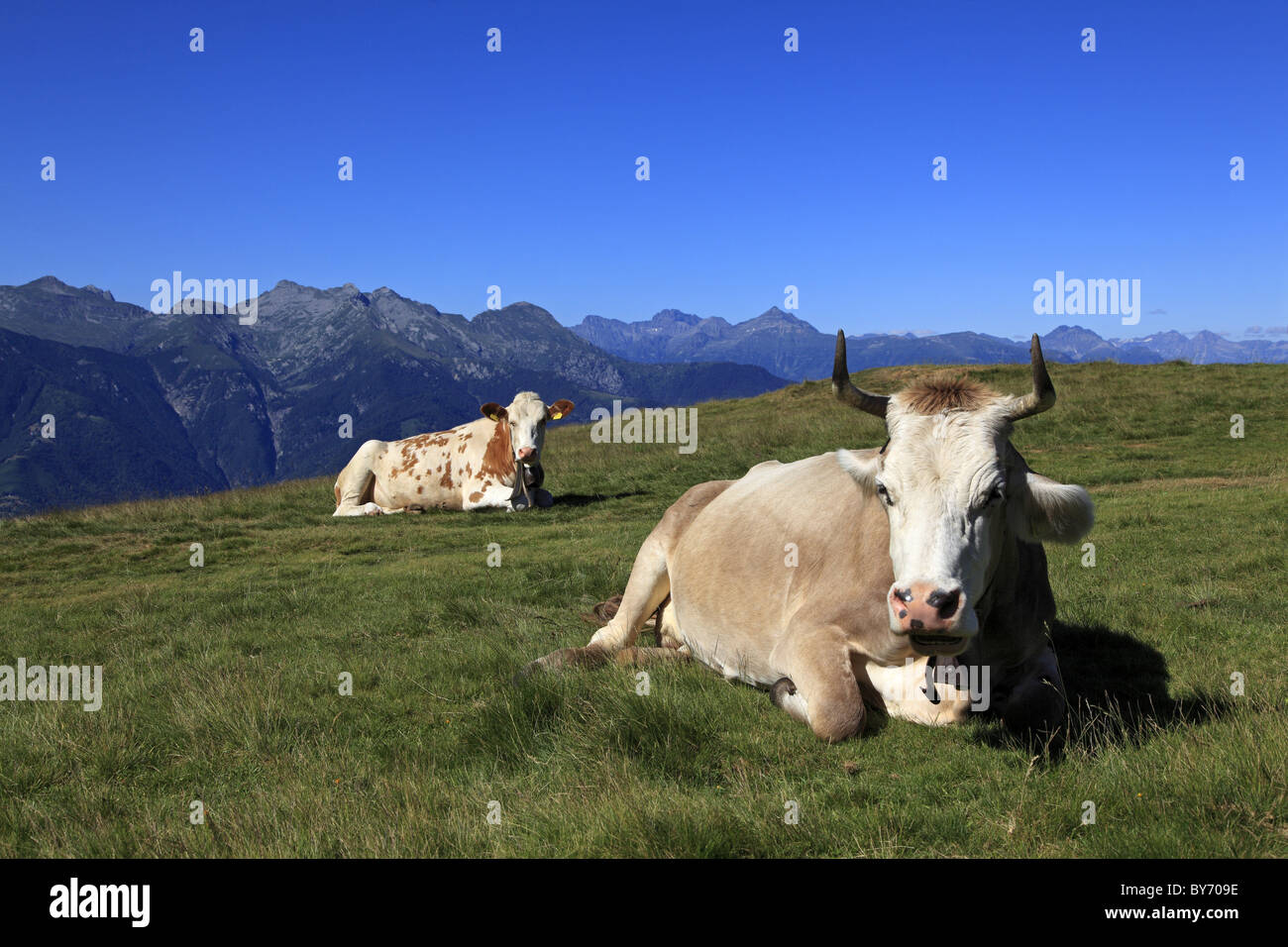Cows with mountain scenery, mountain hike to Monte Tamaro, Ticino ...