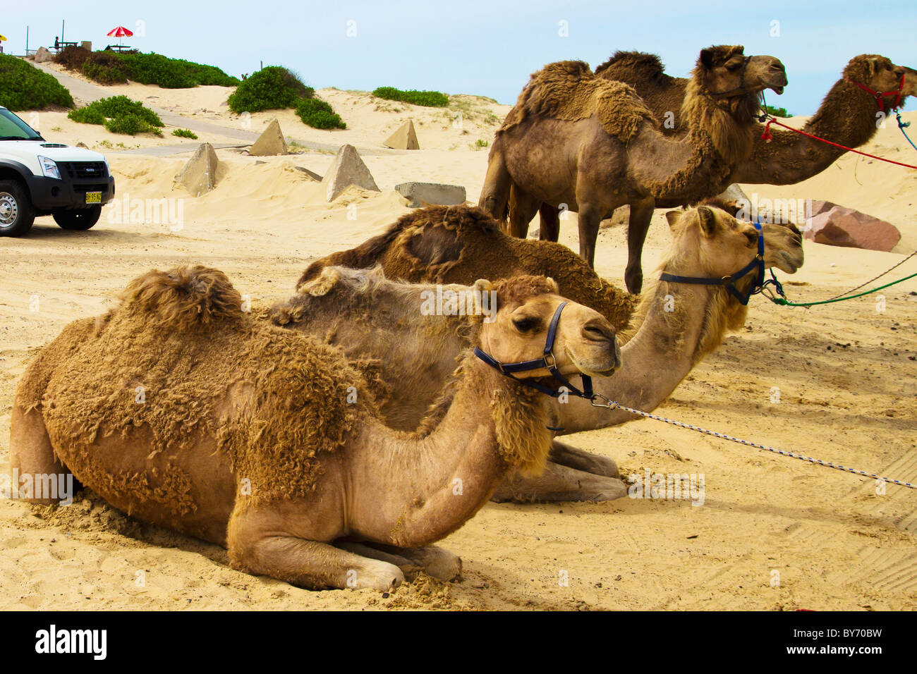 Group of Camels at the sand dunes Stock Photo - Alamy