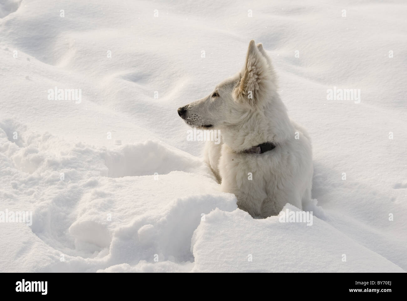 The photography of Berger Blanc Suisse (synonym of White Shepherd Dog ...