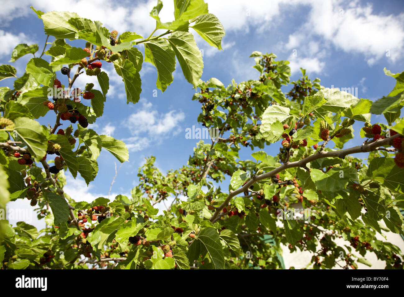Mulberry tree with fruit in the sunlight, Kornati archipelago, Croatia ...