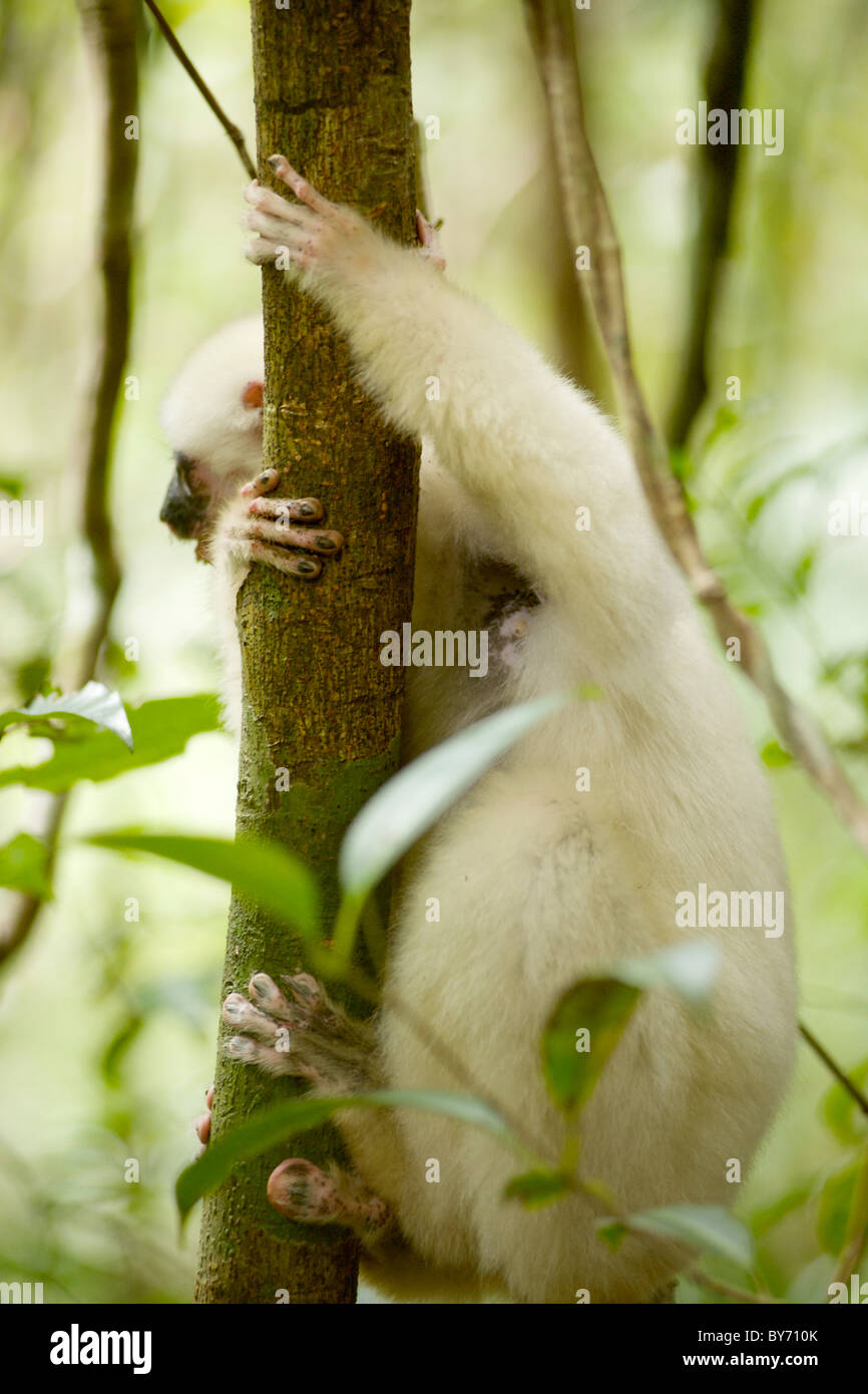 A critically endangered Silky Sifaka (Propithecus diadema candidus) in ...
