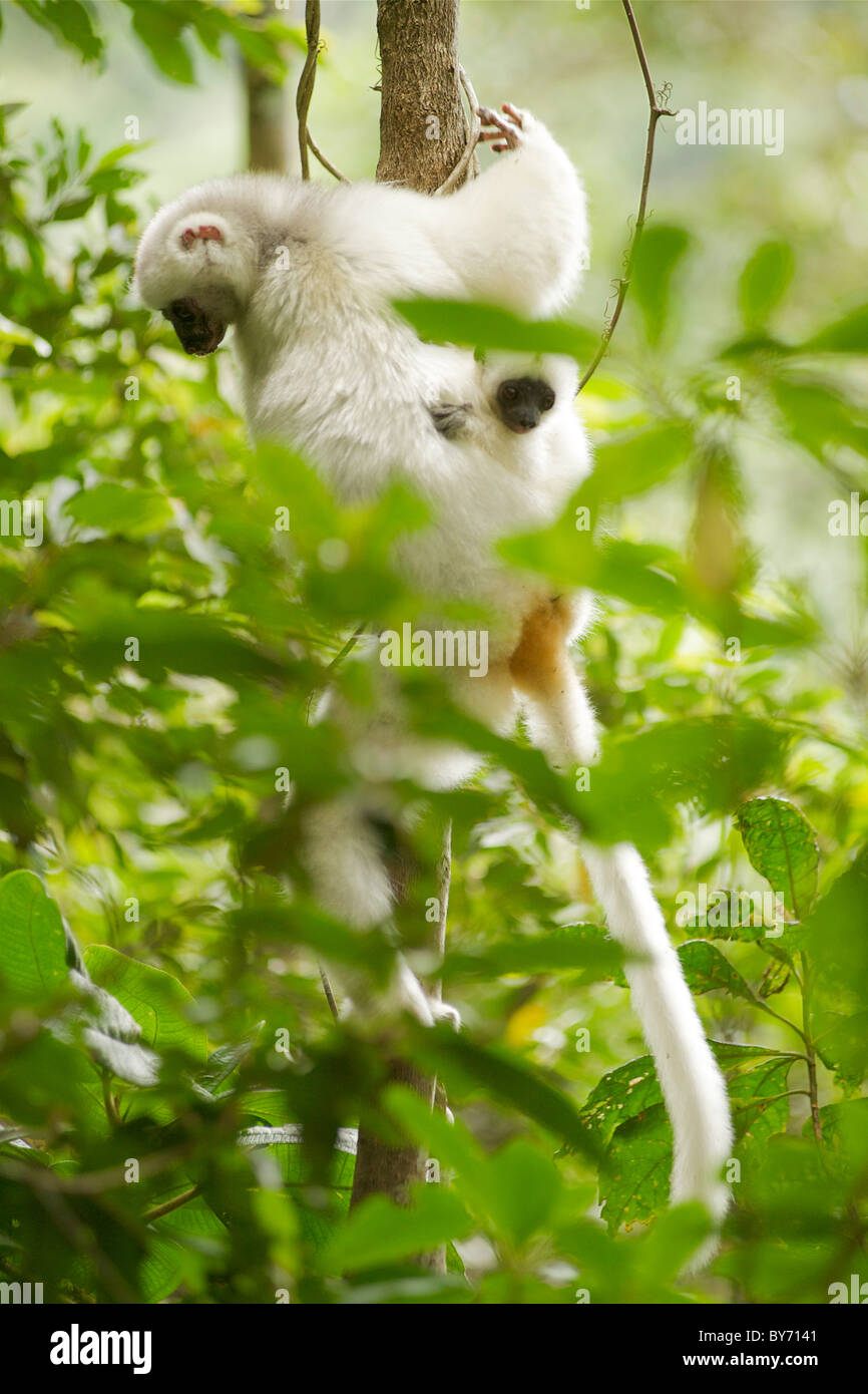 A critically endangered Silky Sifaka (Propithecus diadema candidus ...