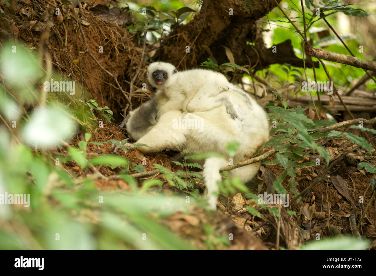A critically endangered Silky Sifaka (Propithecus diadema candidus ...