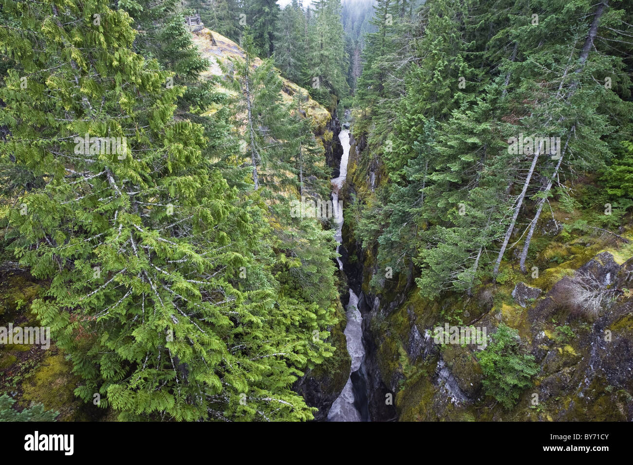 Box Canyon, Mount Rainier National Park, Washington, USA Stock Photo ...
