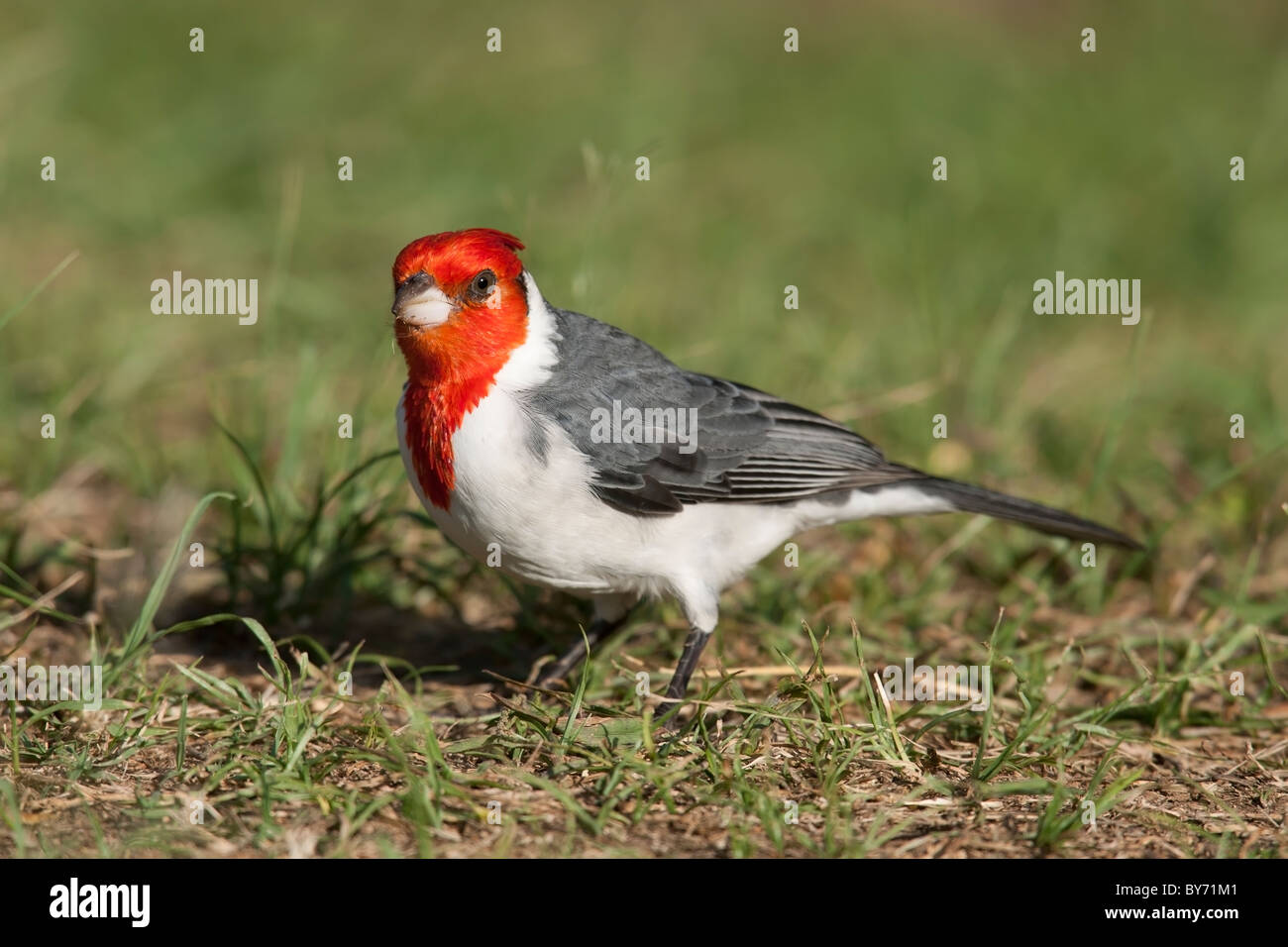 Red Crested Finch High Resolution Stock Photography and Images - Alamy