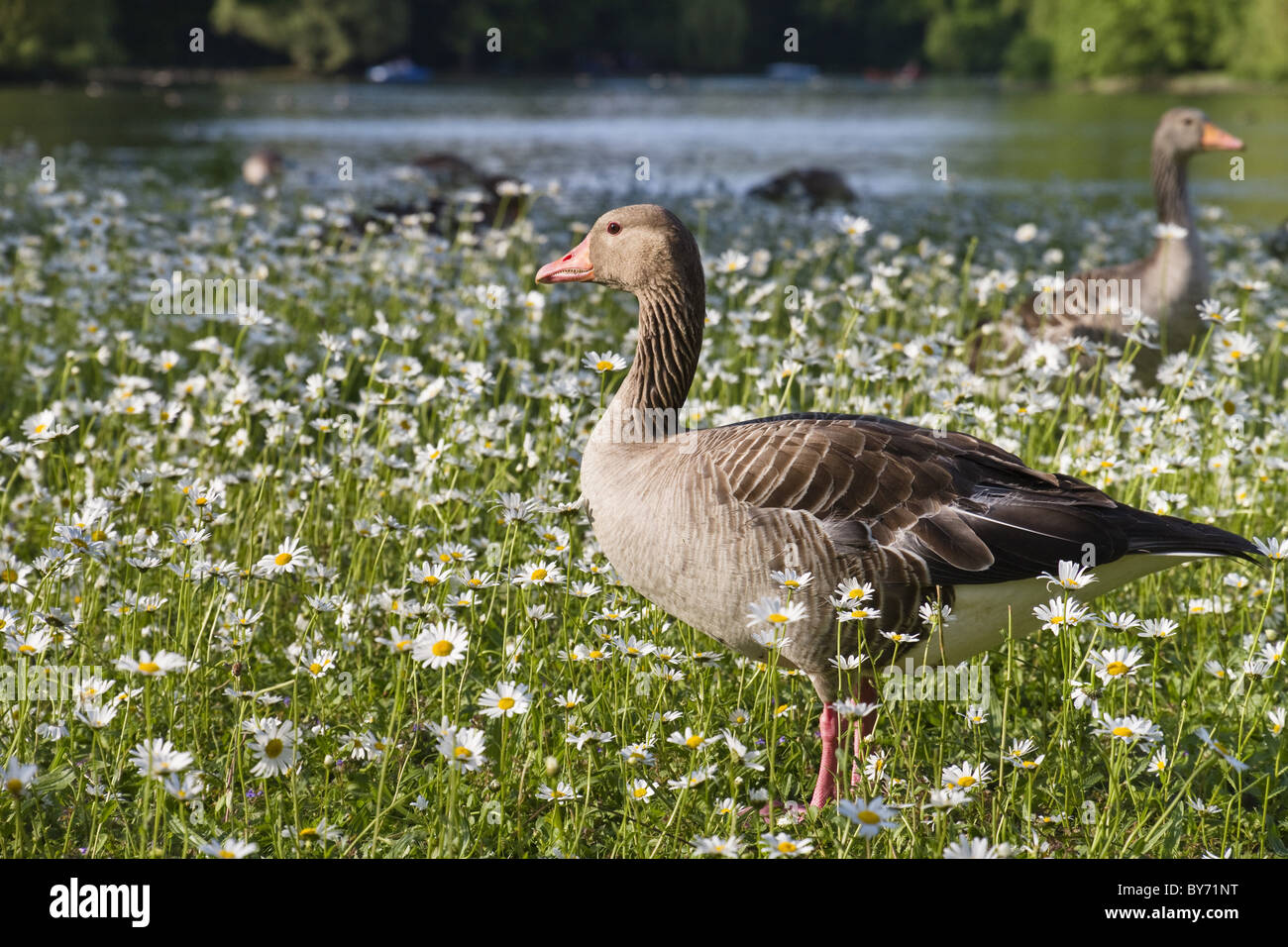 Greylag Geese, Kleinhesseloher Lake, English Garden, Isar Cycle Route ...