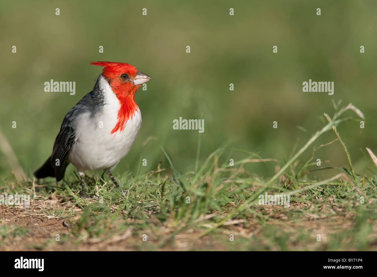 Red Crested Finch High Resolution Stock Photography and Images - Alamy