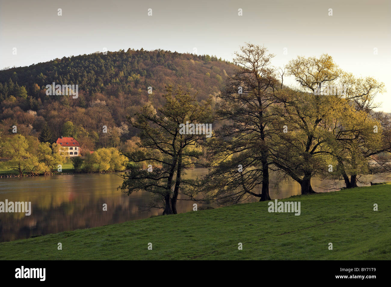 Alder and house at the riverside, near Freudenberg, Main river ...