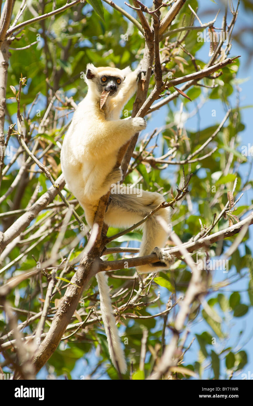 Golden-crowned Sifaka (Propithecus Tattersalli) in the trees of the ...