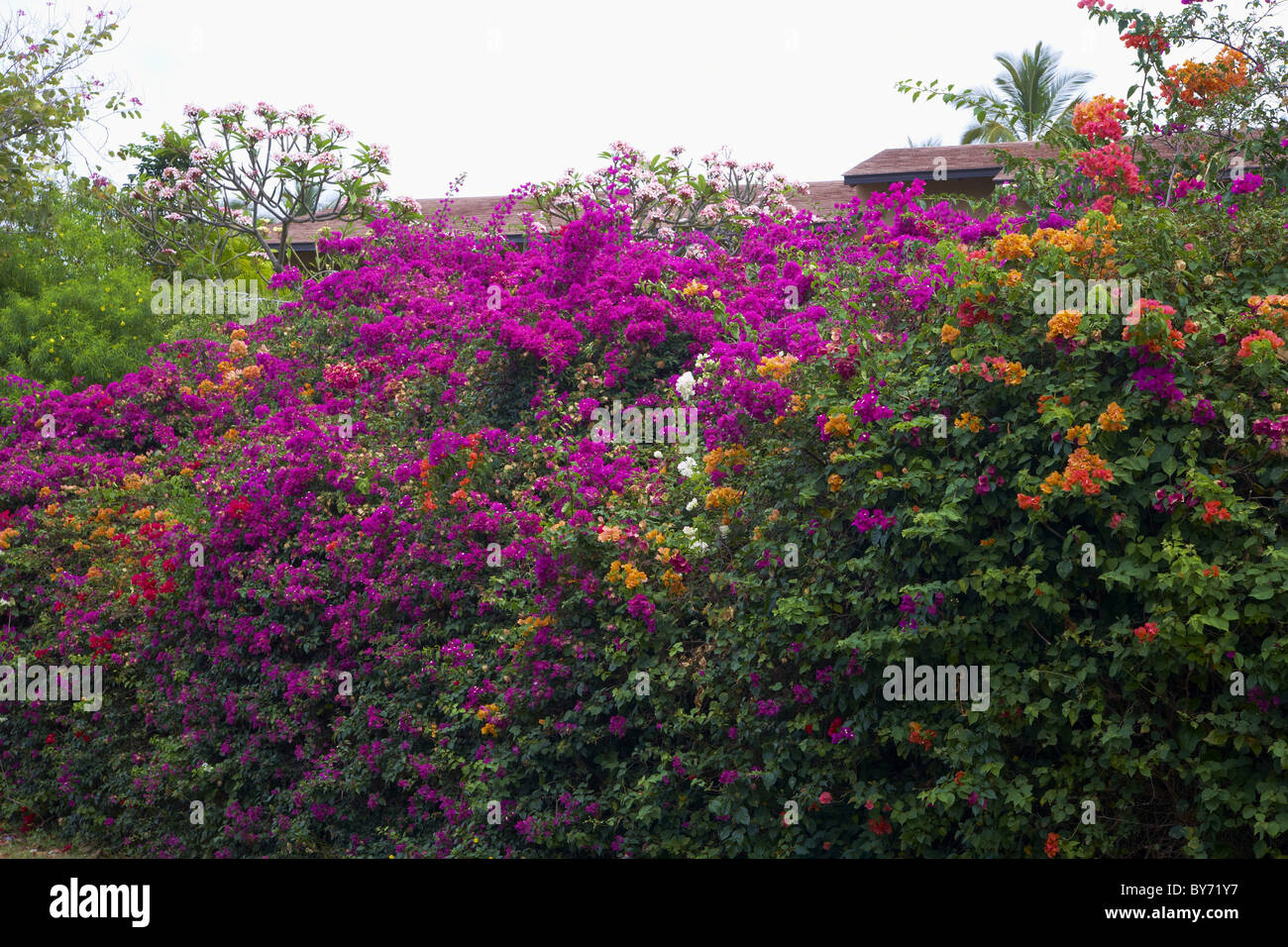 Bougainvillea flowers at Wailea, Maui, Hawaii, USA, America Stock Photo ...