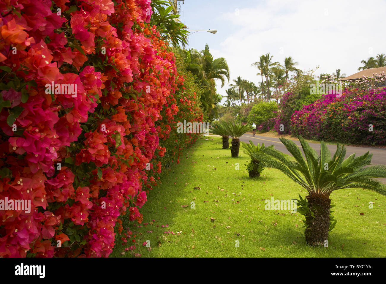 Bougainvillea flowers at Wailea, Maui, Hawaii, USA, America Stock Photo ...