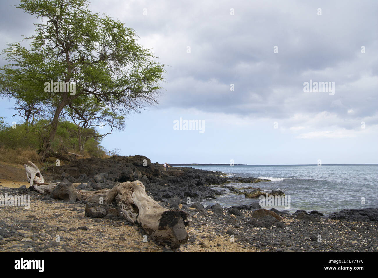 Driftwood and lava on the beach, Ahihi Kina'u, Natural Area Reserve ...