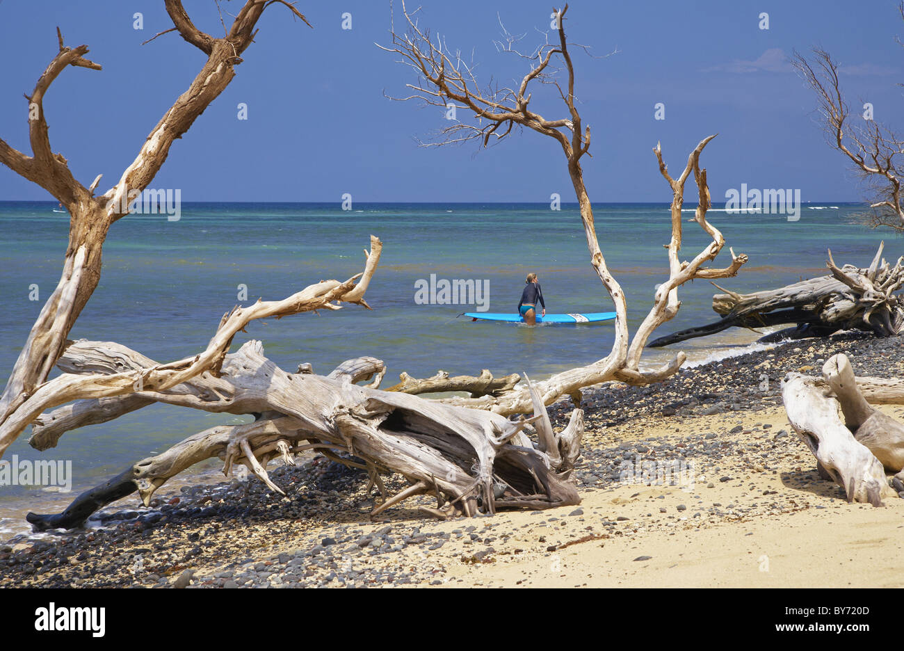 Driftwood and surfer at Ukumehame Beach, Maui, Hawaii, USA, America ...