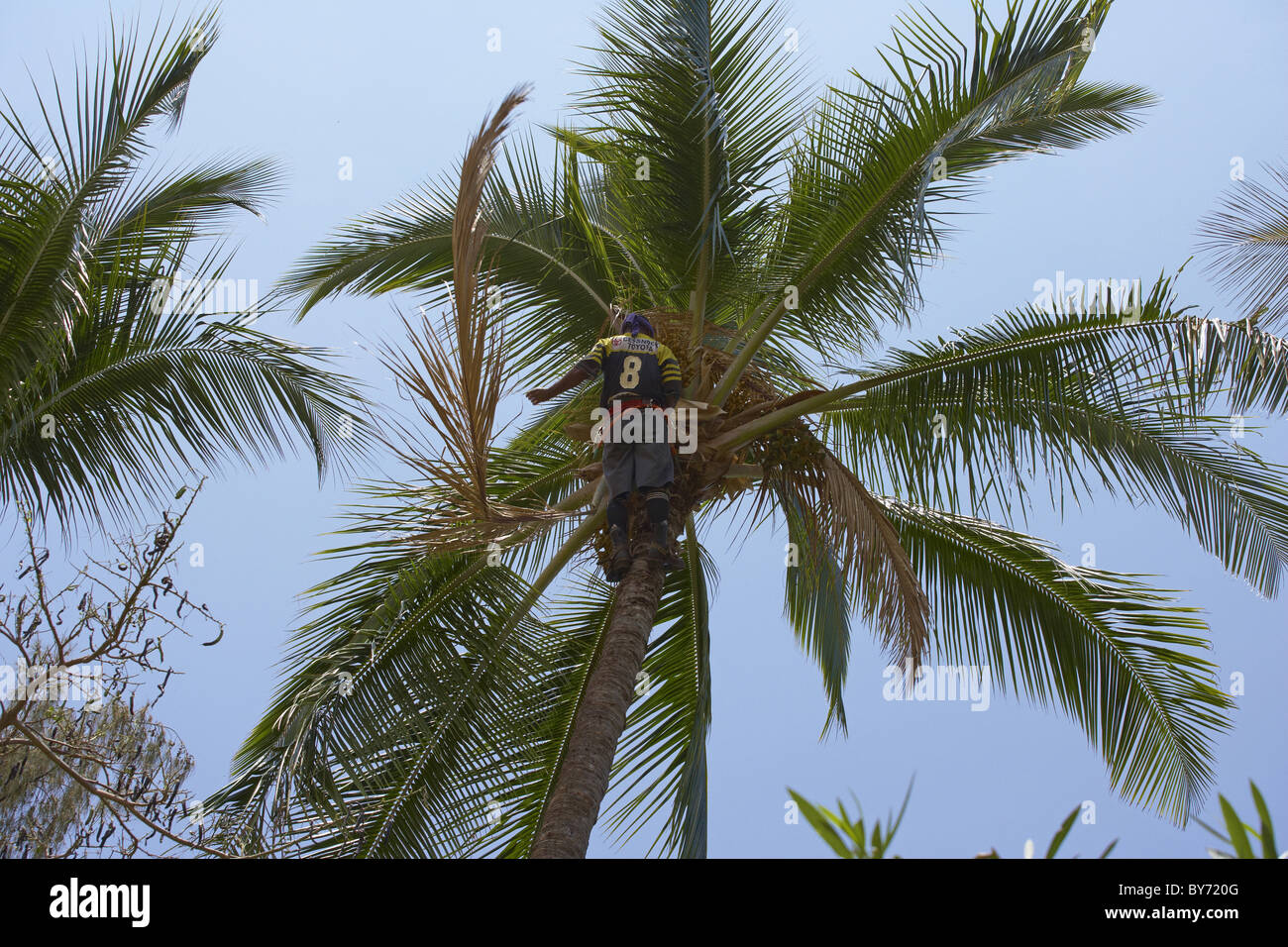 Pruning a palm tree hi-res stock photography and images - Alamy