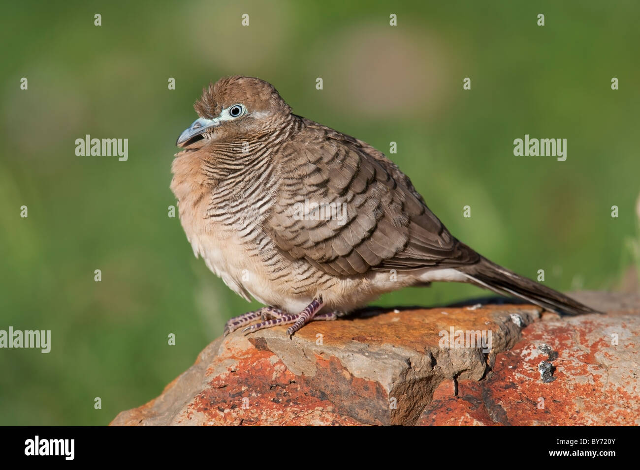Zebra Dove (Geopelia striata), juvenile Stock Photo - Alamy