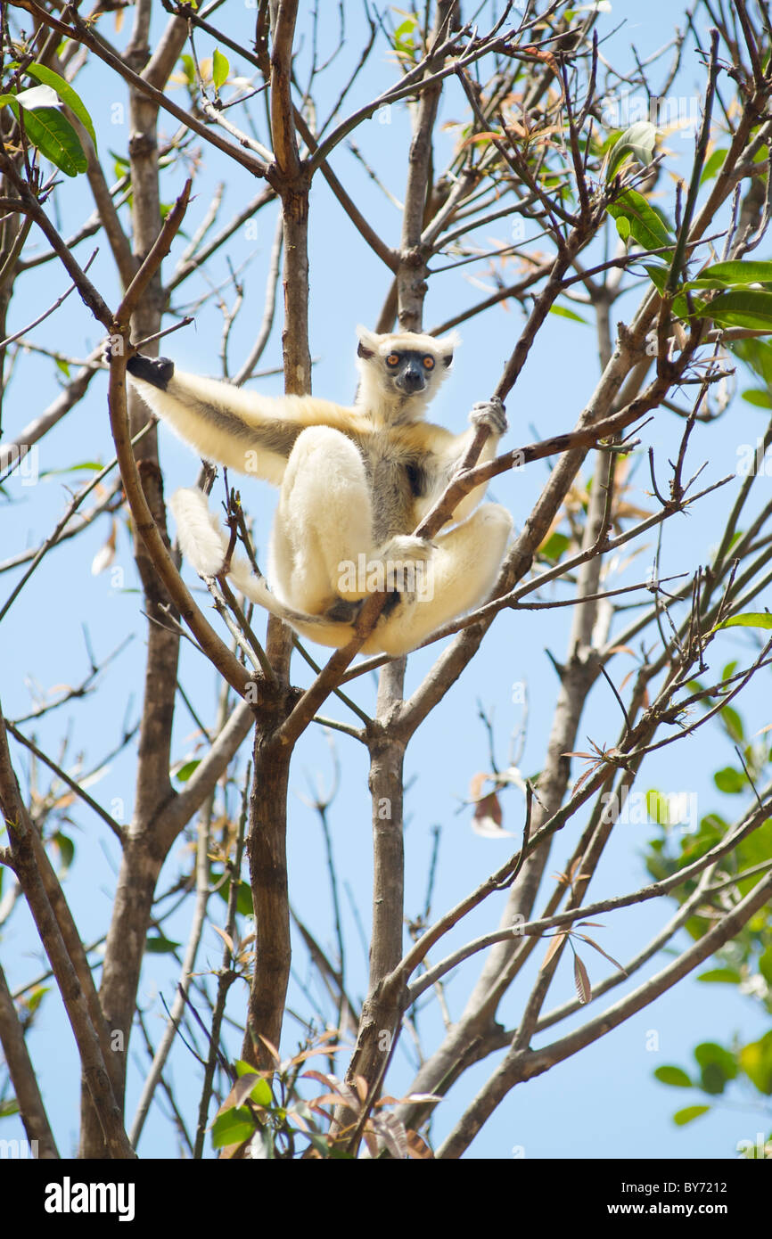 Golden-crowned Sifaka (Propithecus Tattersalli) in the trees of the ...