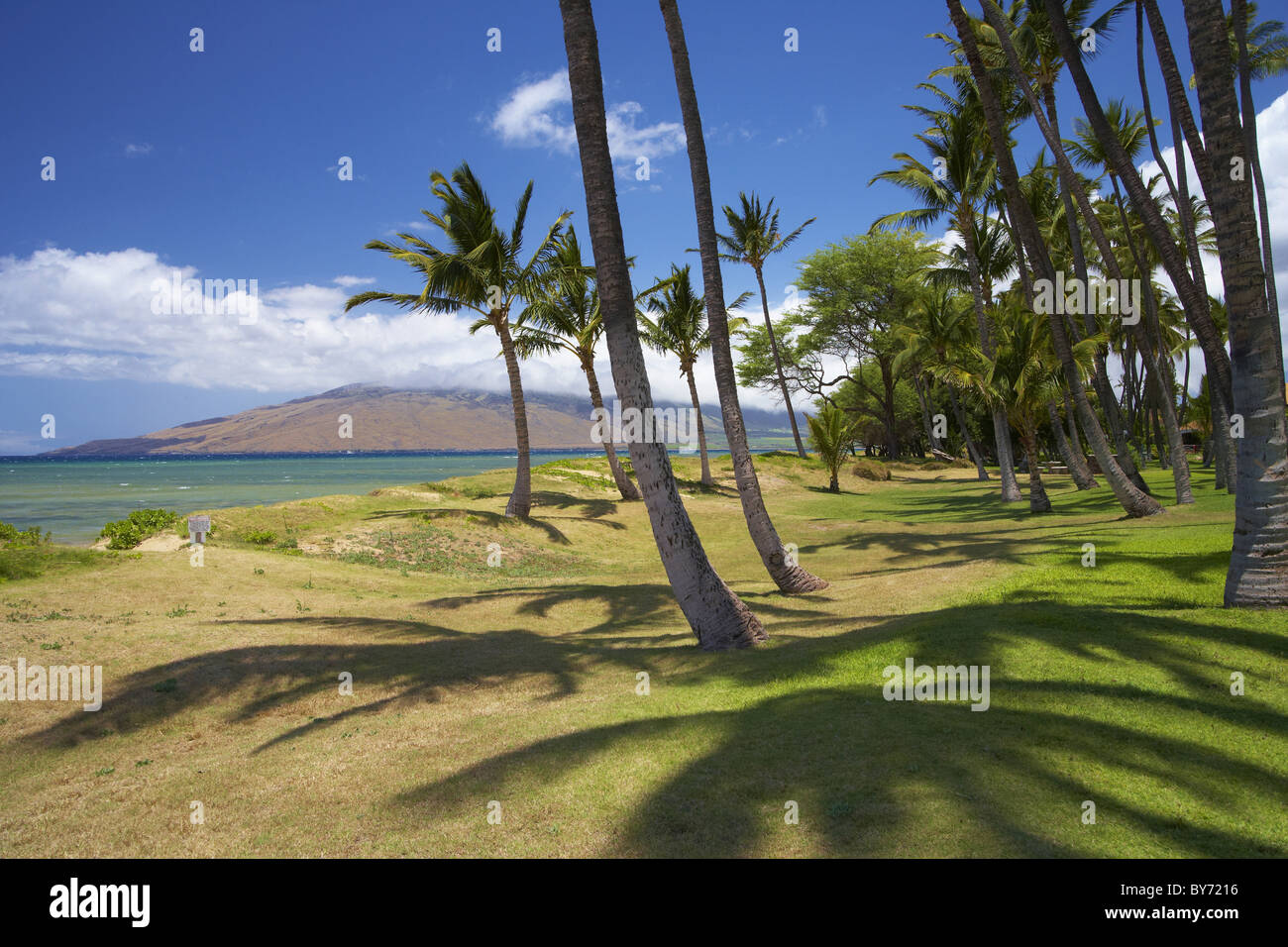 Kukui tree hi-res stock photography and images - Alamy