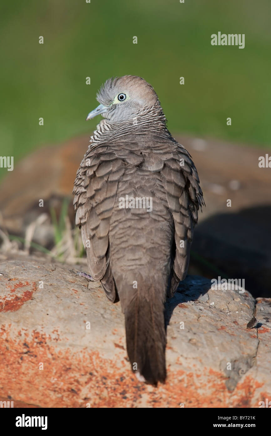 Zebra Dove (Geopelia striata), juvenile Stock Photo - Alamy