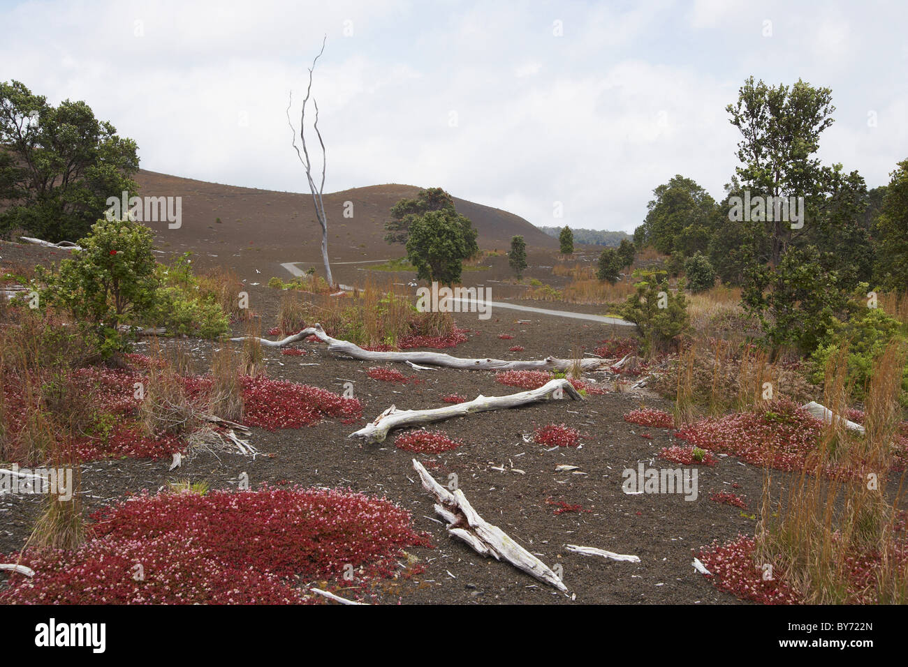 Volcanic landscape at Hawaii Volcanoes National Park, Devastation Trail ...