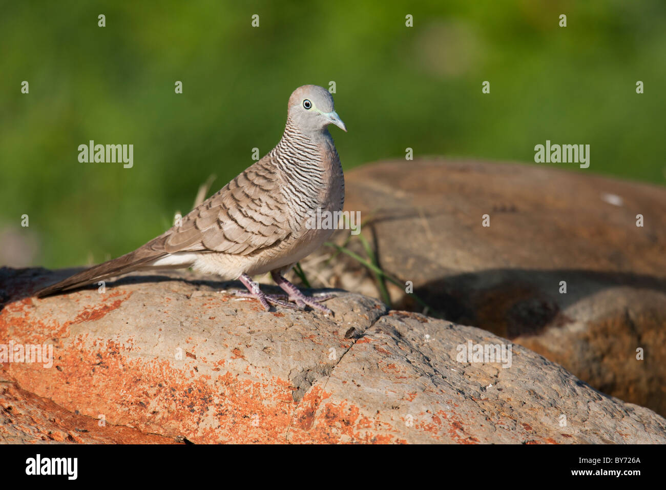 Zebra Dove (Geopelia striata Stock Photo - Alamy