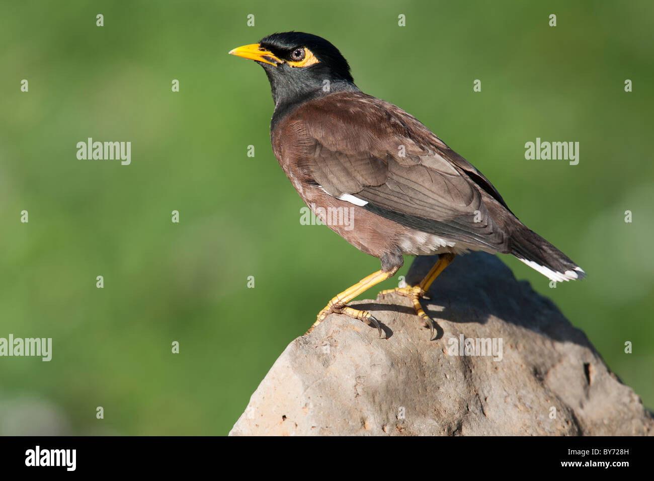 Common Myna (Acridotheres tristis tristis Stock Photo - Alamy