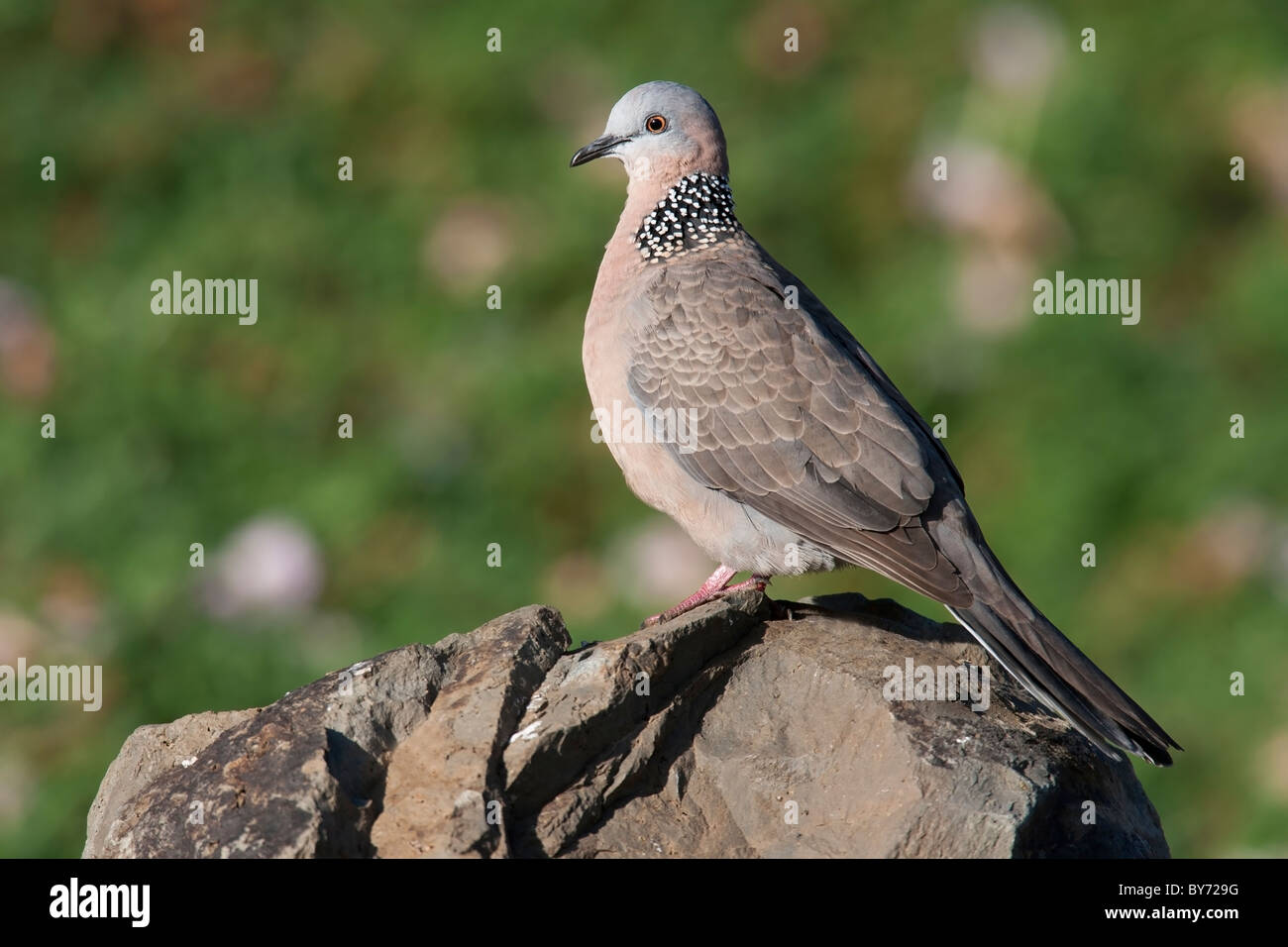 Spotted Dove (Streptopelia chinensis Stock Photo - Alamy
