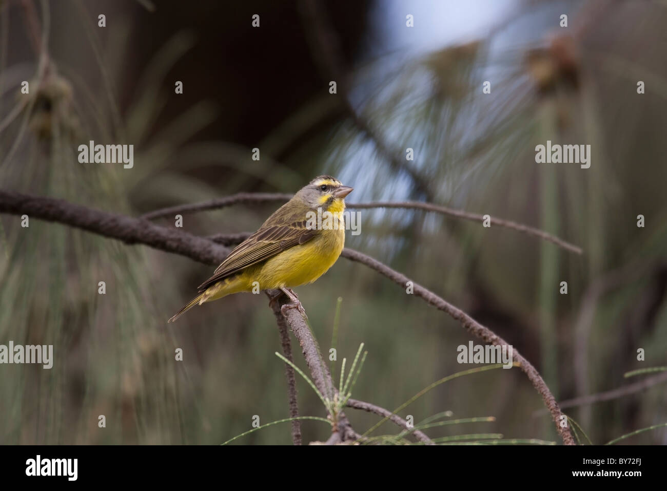 Yellow-fronted Canary (Serinus mozambicus Stock Photo - Alamy