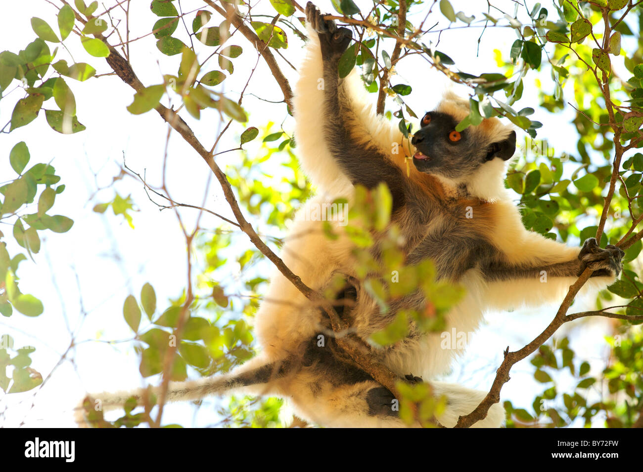 Golden-crowned Sifaka (Propithecus Tattersalli) in the trees of the ...