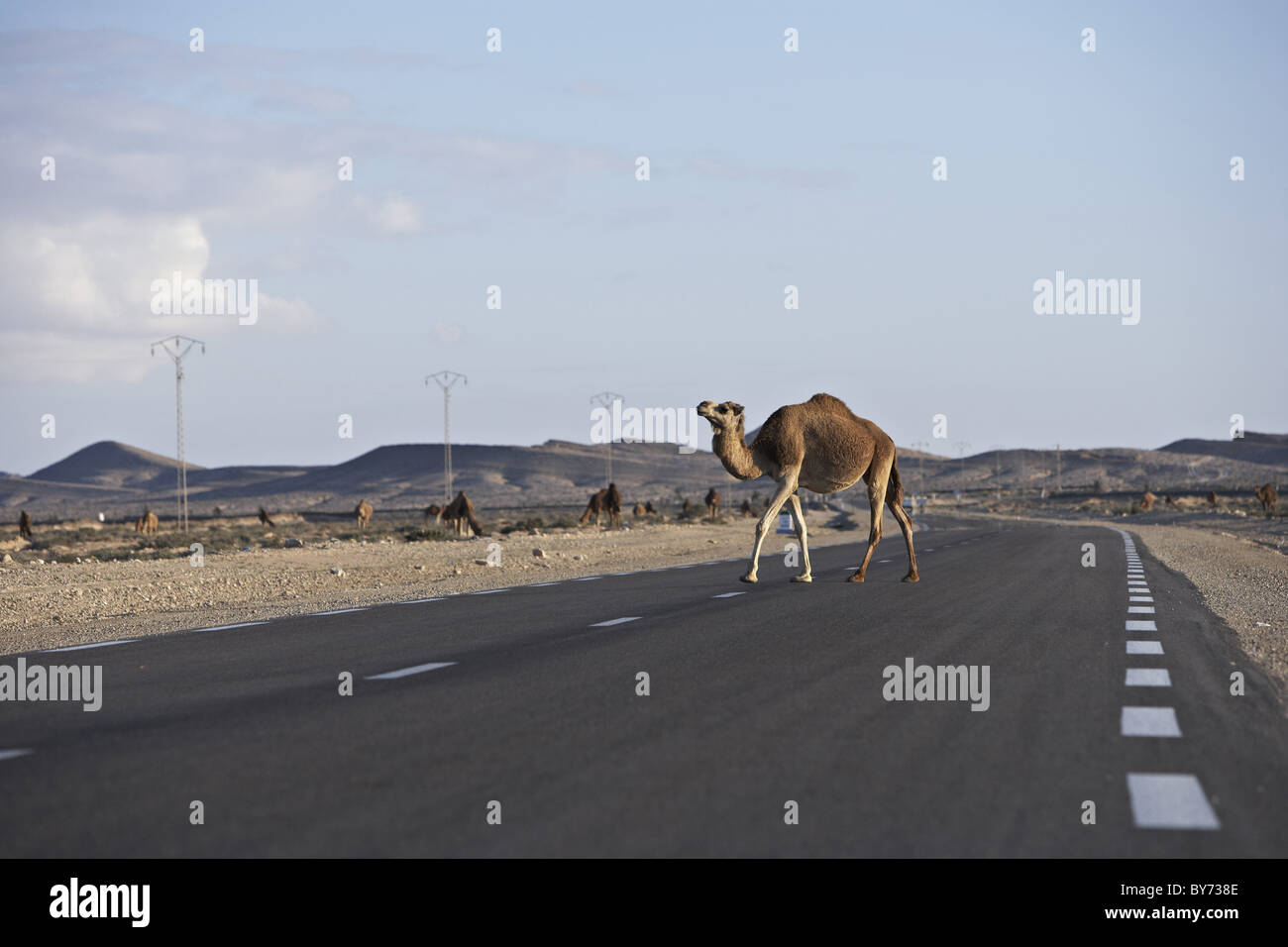 Camel crossing road in the desert, Tunesia, Africa Stock Photo - Alamy
