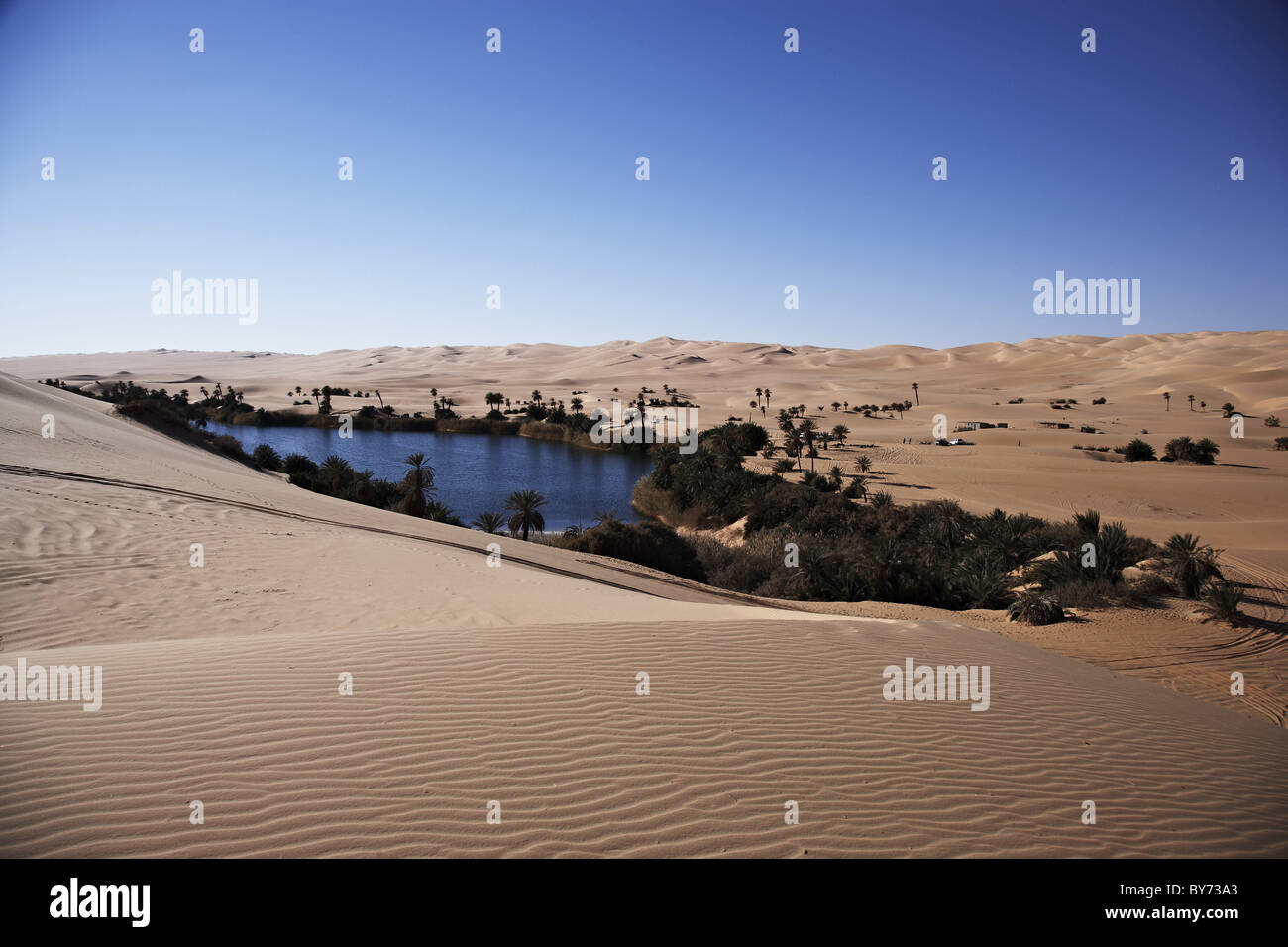Africa libya vegetation in desert hi-res stock photography and images ...