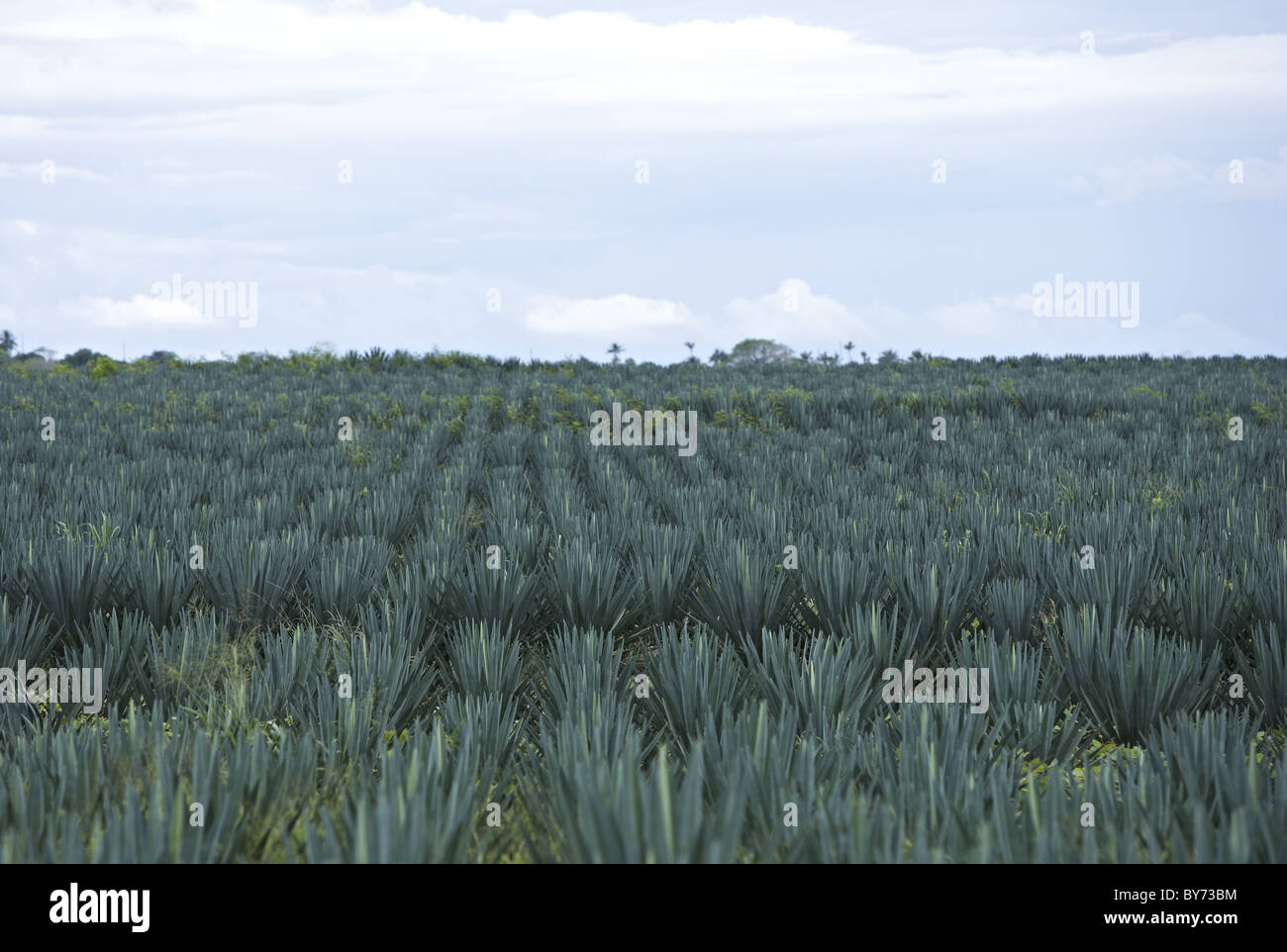 Sisal tanzania hi-res stock photography and images - Alamy