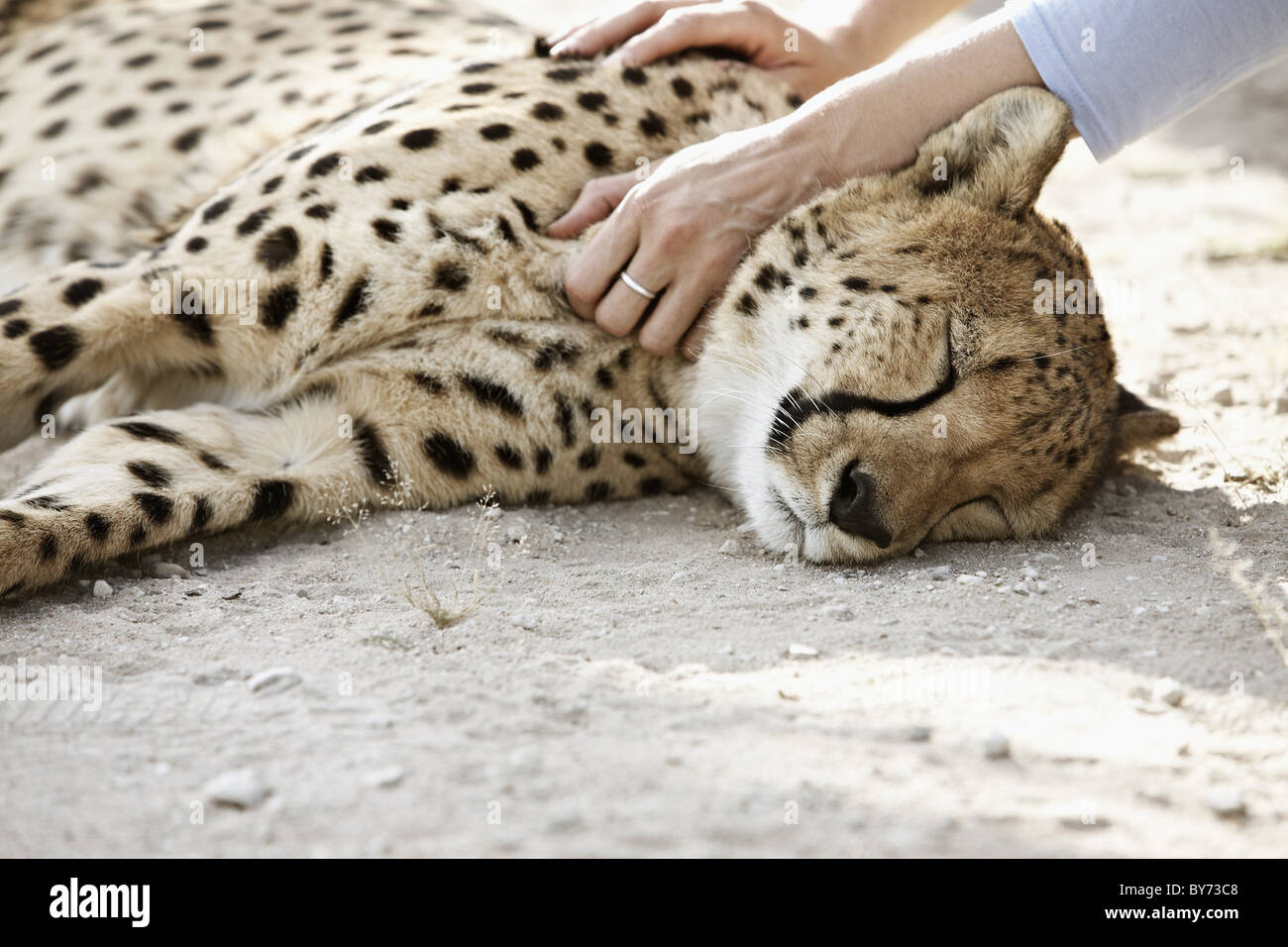 Human cheetah hi-res stock photography and images - Alamy