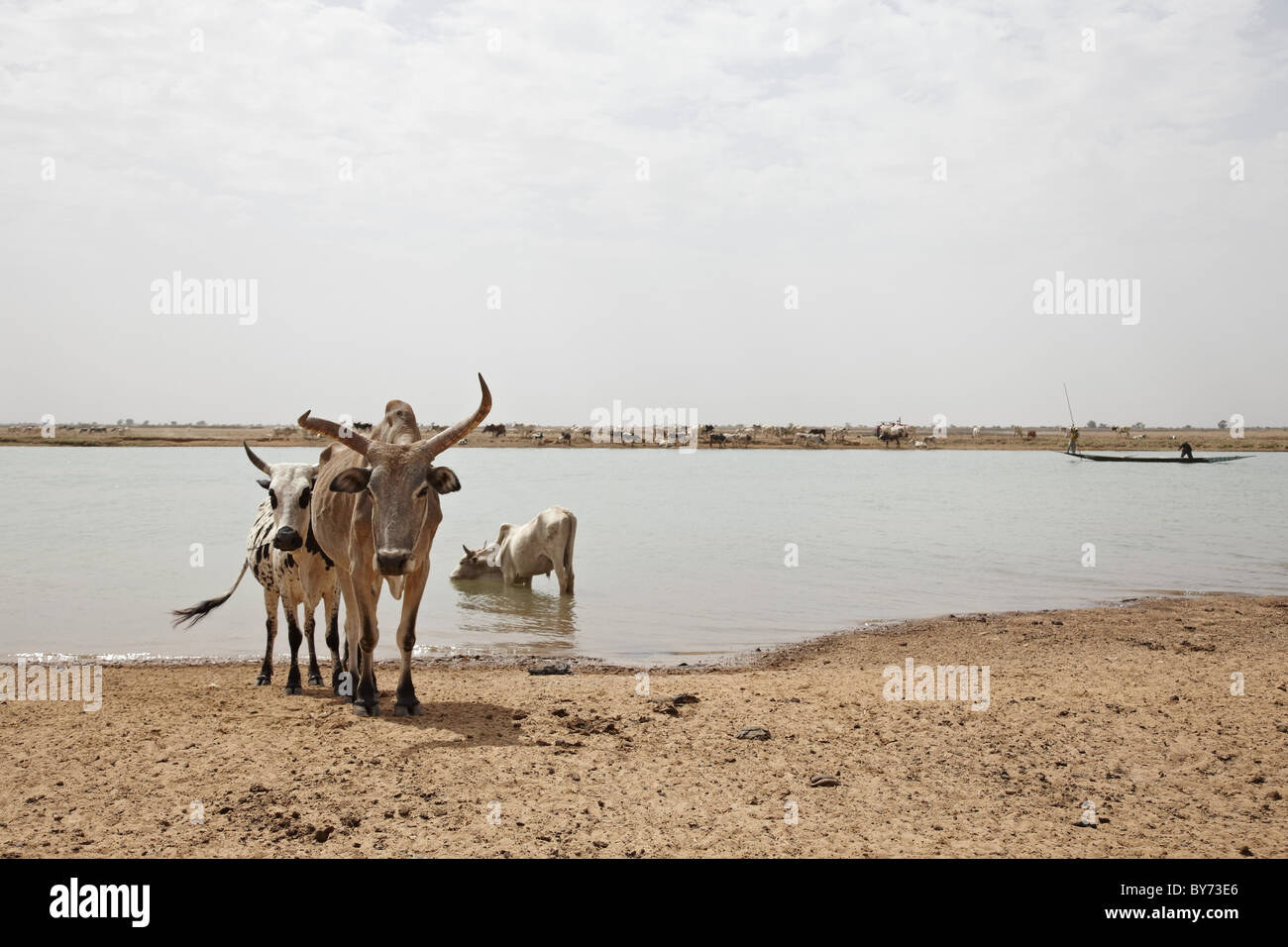 longhorn cows drinking water, Niger, Mali, Africa Stock Photo - Alamy