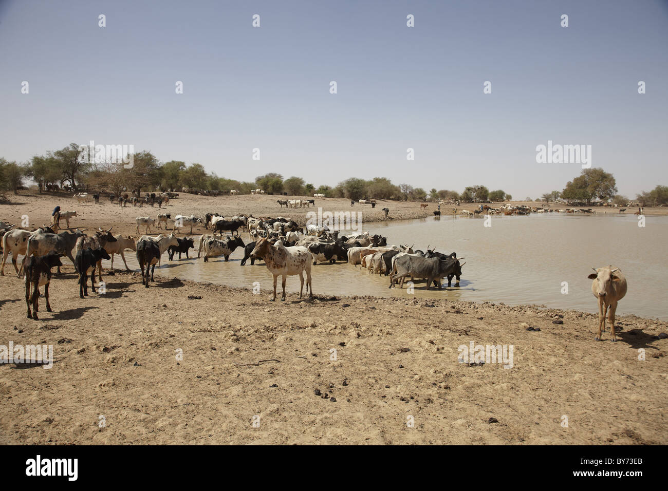 Cows in a water hole, Douentza, Mali, Africa Stock Photo - Alamy