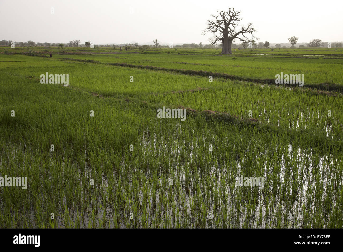 Rice fields with Baobab tree, Bolgatanga, Ghana, Africa Stock Photo - Alamy Rice fields with Baobab tree, Bolgatanga, Ghana, Africa Stock Photo - Alamy