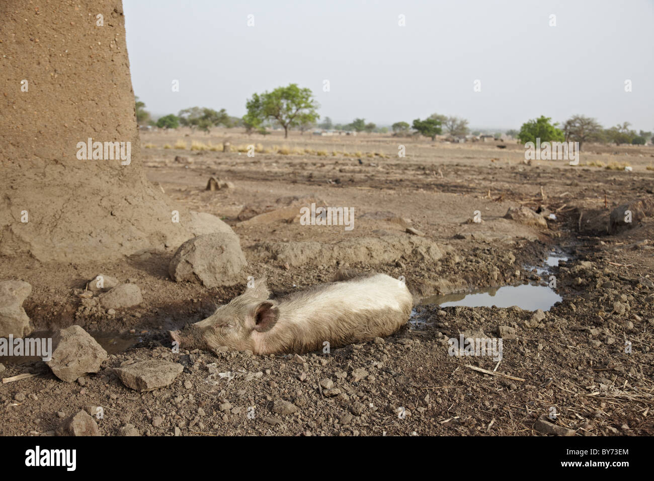 Pig lying in a puddle, Bolgatanga, Ghana, Africa Stock Photo - Alamy
