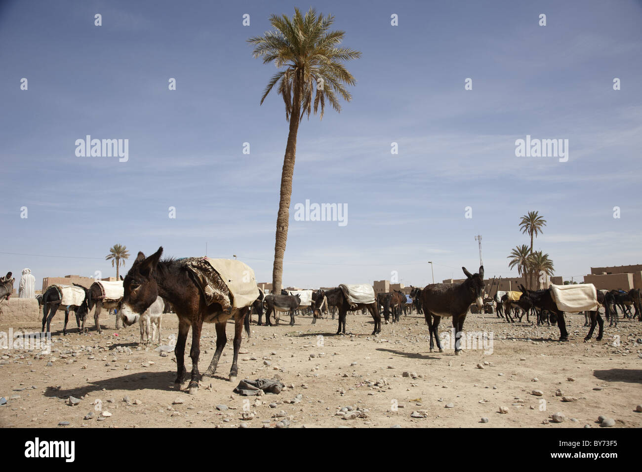 Donkey standing morocco hi-res stock photography and images - Alamy
