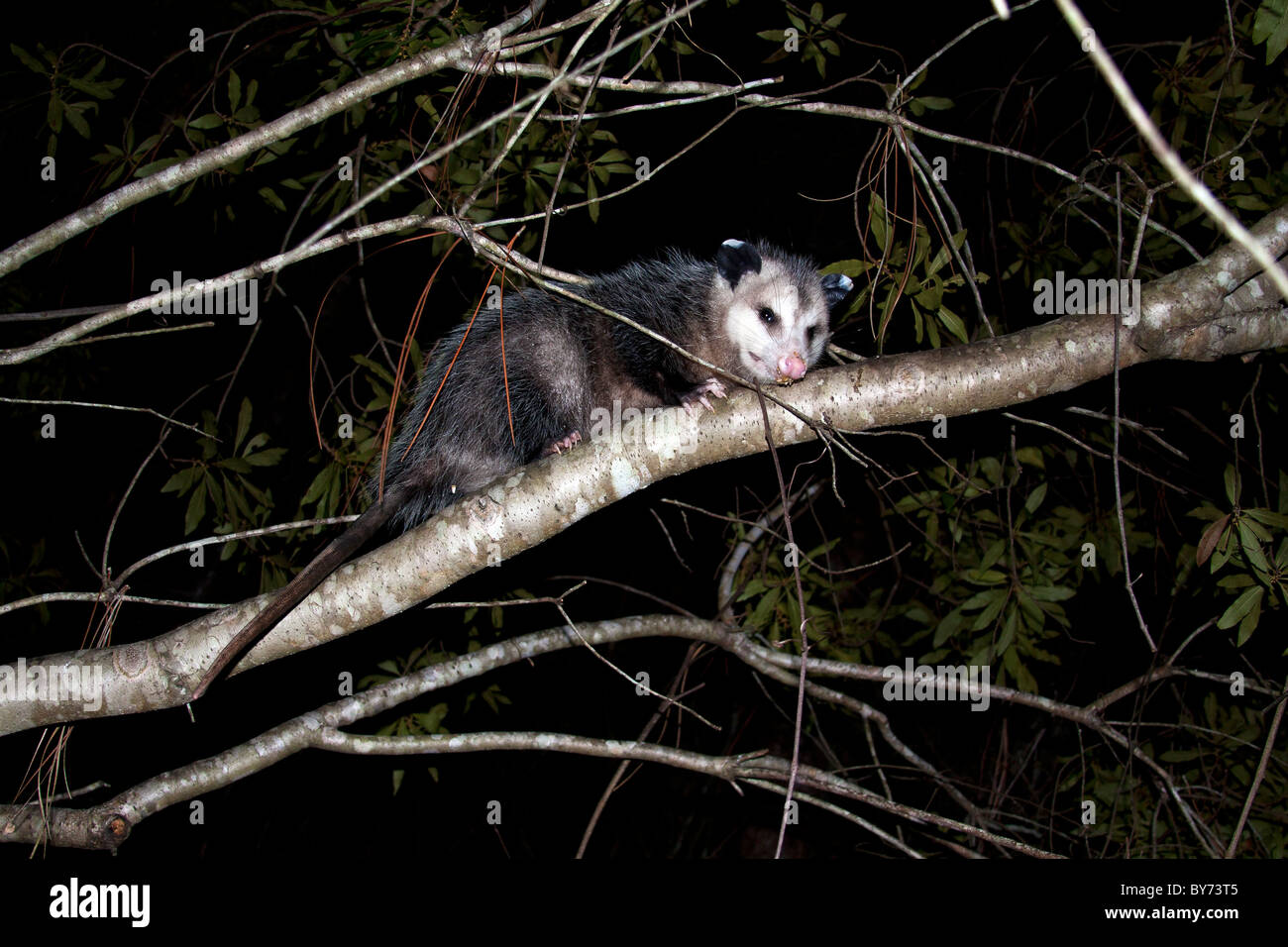 Opossum possum hi-res stock photography and images - Alamy