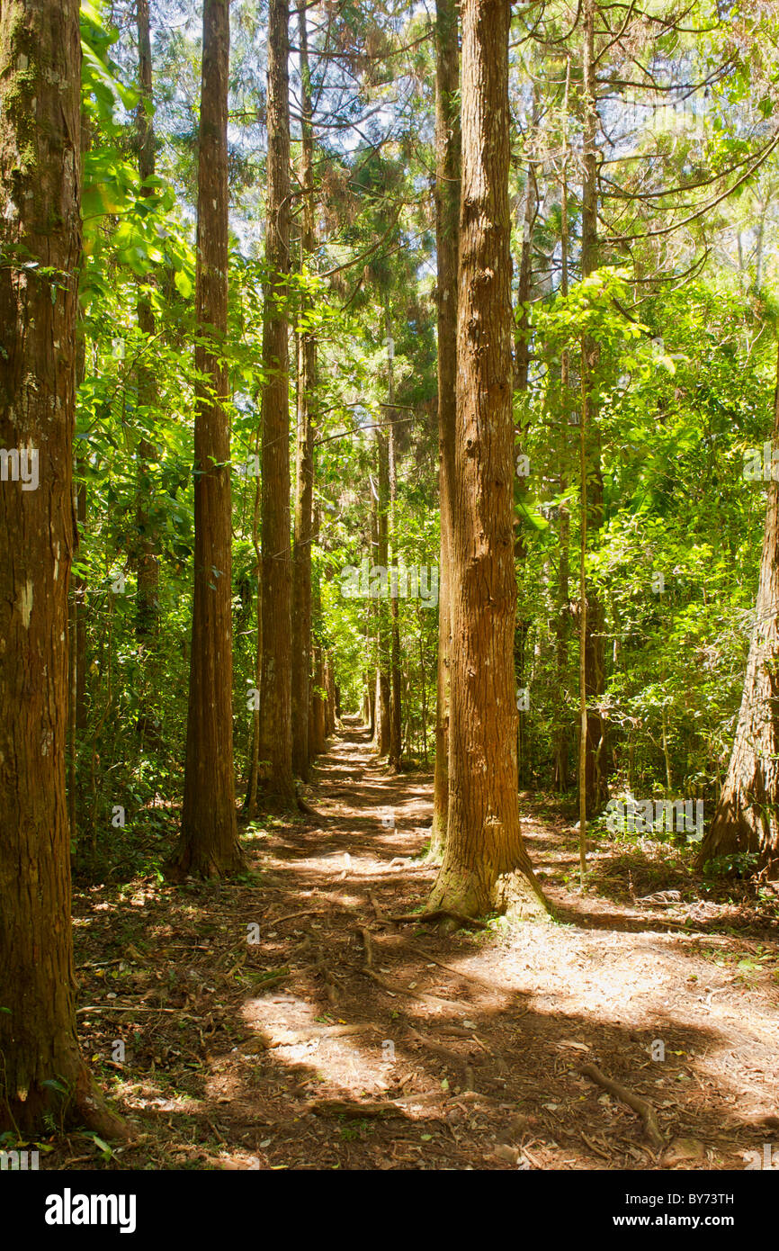 The 'Voix des Milles Arbres' (Avenue of a thousand trees) in Montagne D ...