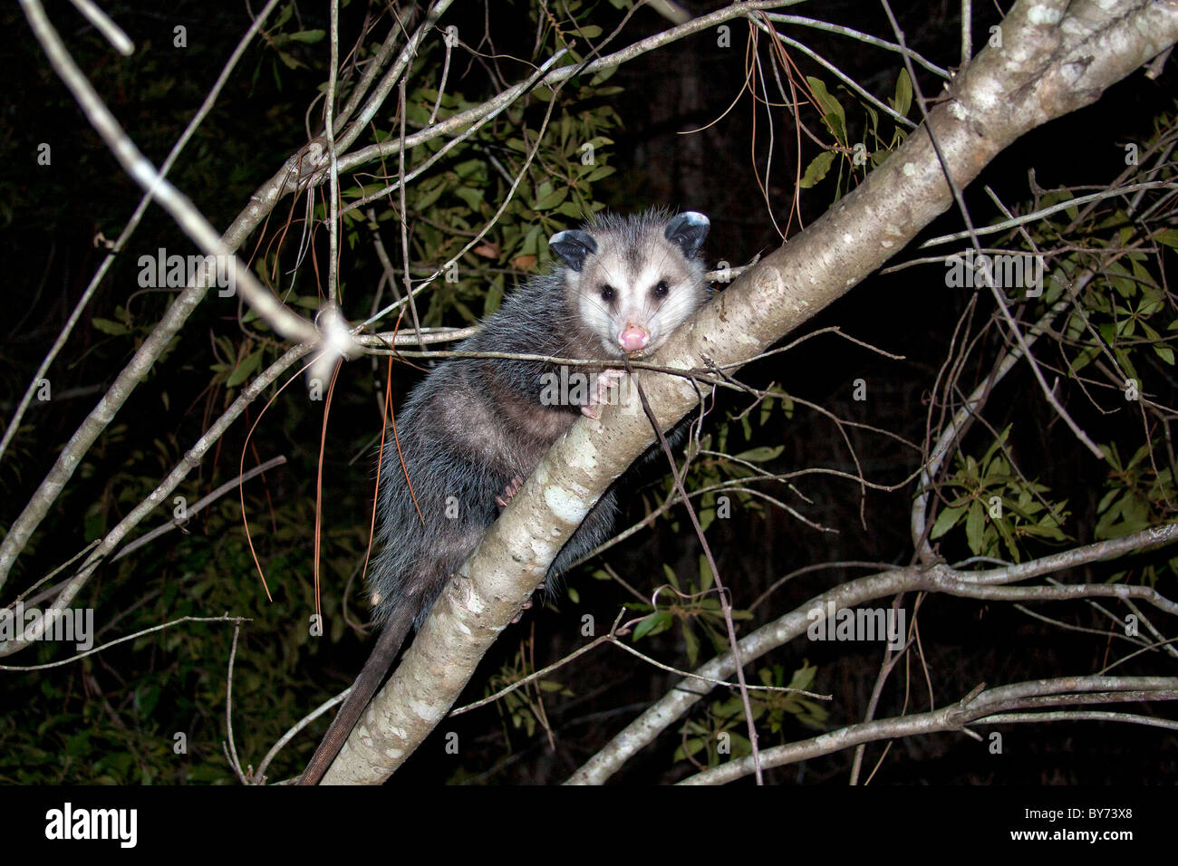 Opossum possum hi-res stock photography and images - Alamy
