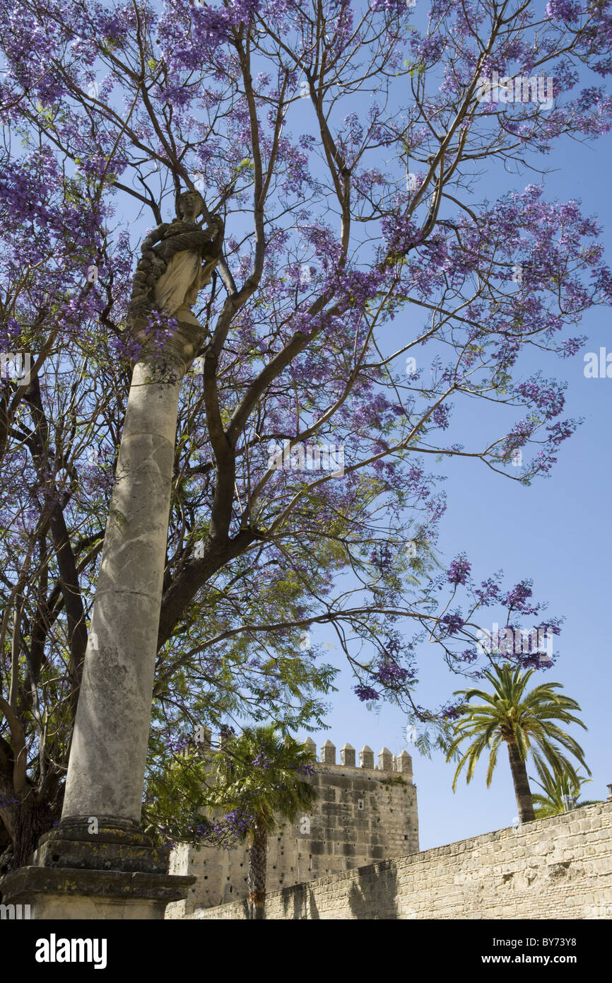 Blossoming jacaranda trees in jerez hi-res stock photography and images ...