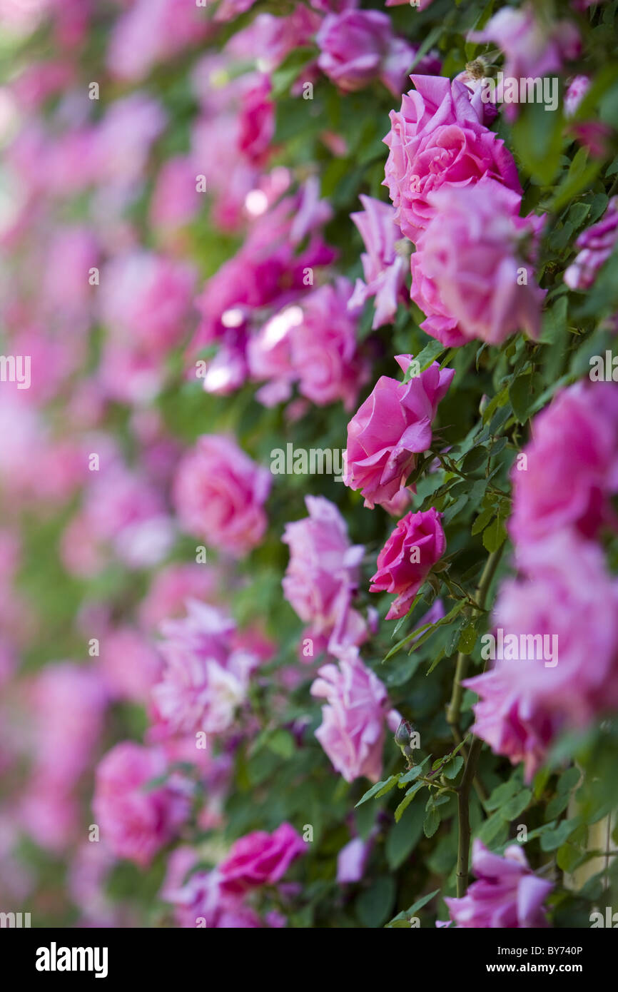 Pink roses in gardens of Alhambra Palace, Granada, Andalucia, Spain ...