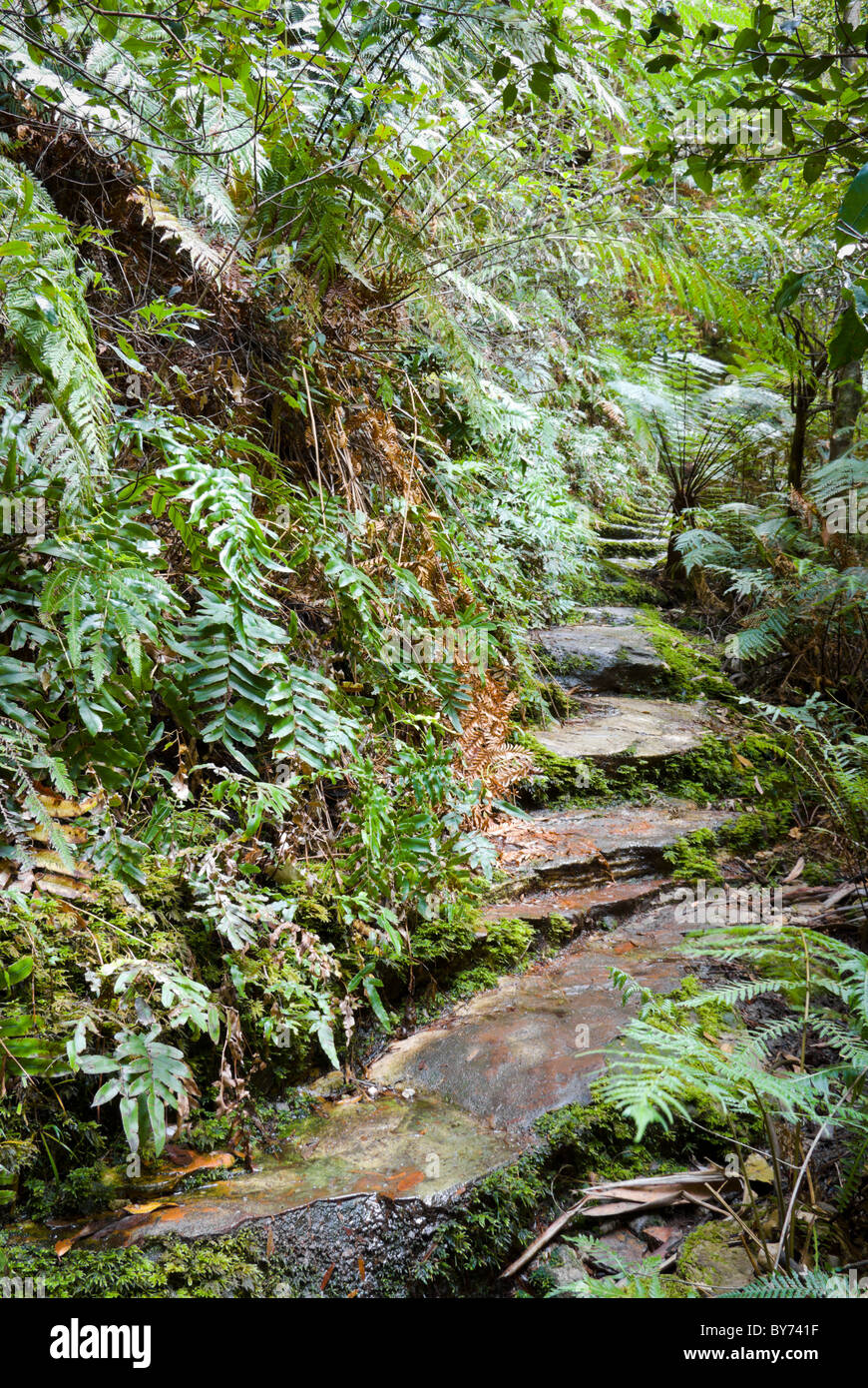 Ferny path hi-res stock photography and images - Alamy