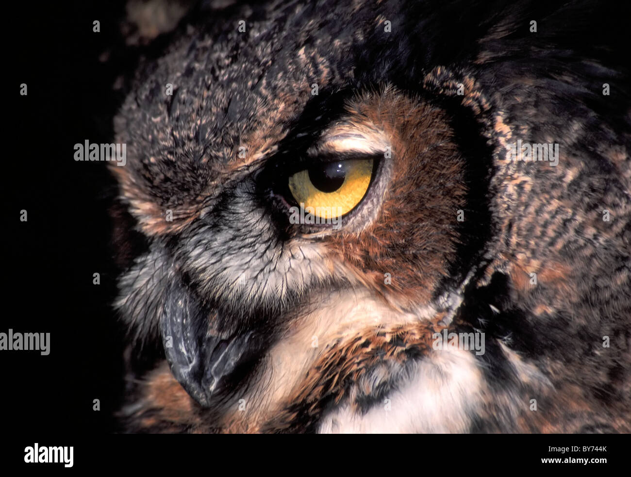Gaze of the Great Horned Owl Stock Photo - Alamy