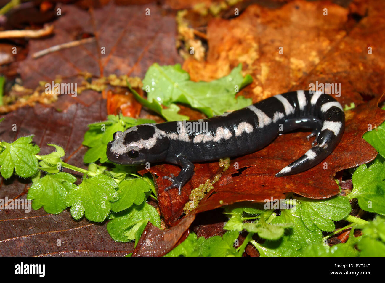 Marbled Salamander (Ambystoma opacum Stock Photo - Alamy