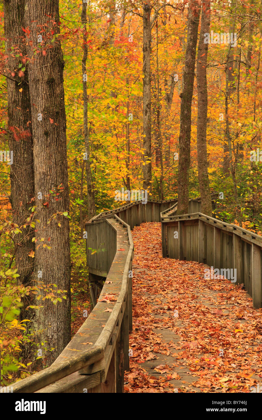 Talmadge Butler Boardwalk Trail, Azalea Cascade Trail, DeSoto State ...